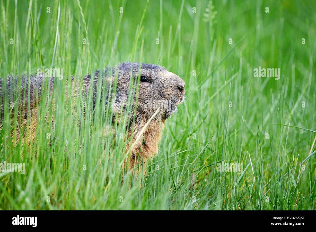 Alpine Marmot Head Closeup (Marmota marmota Stock Photo - Alamy