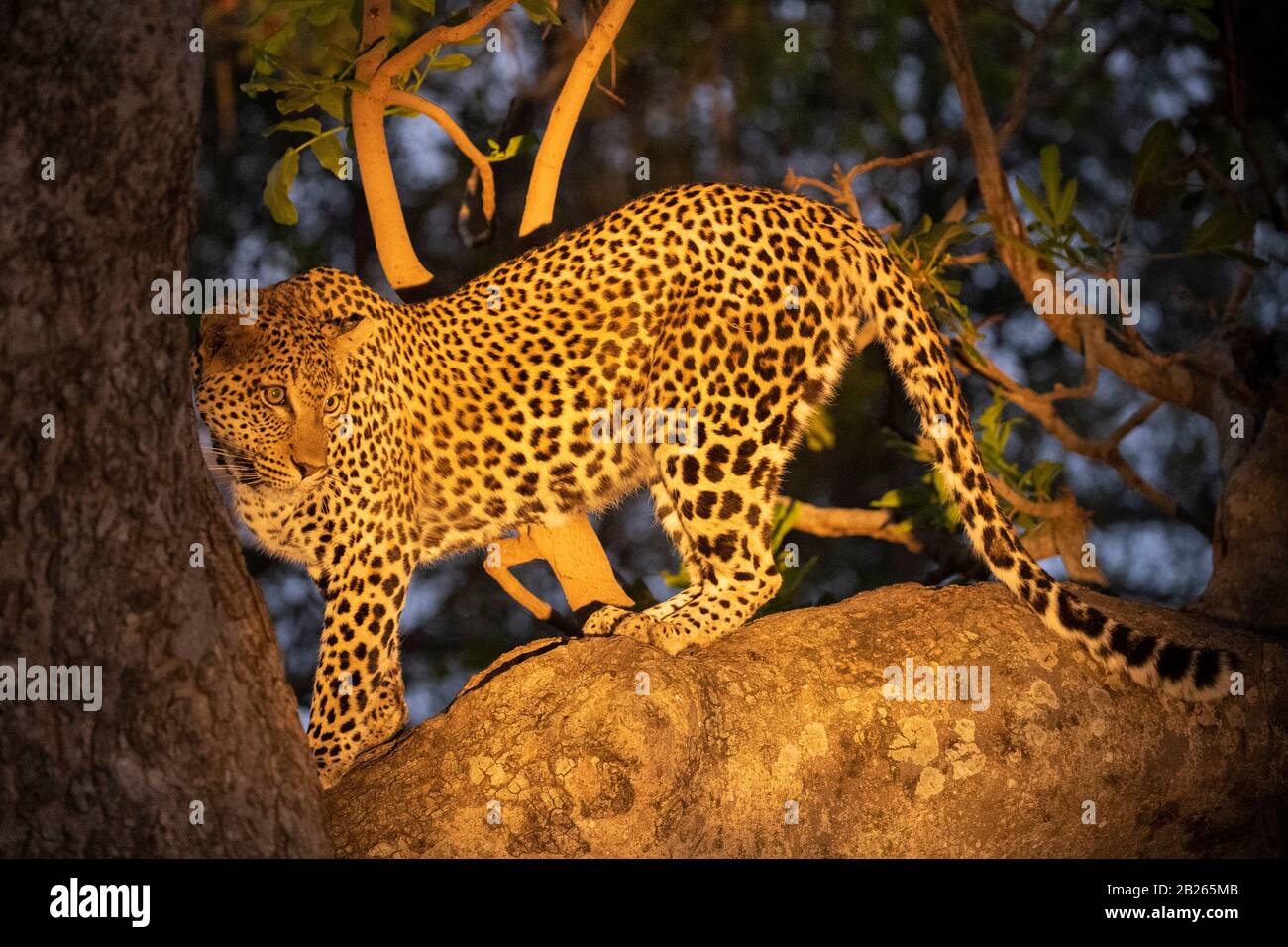 Leopard at night, Panthera pardus, MalaMala Game Reserve, South Africa ...