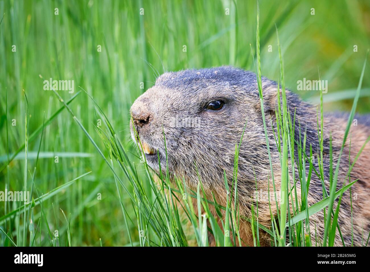 Alpine Marmot Head Closeup (Marmota marmota Stock Photo - Alamy