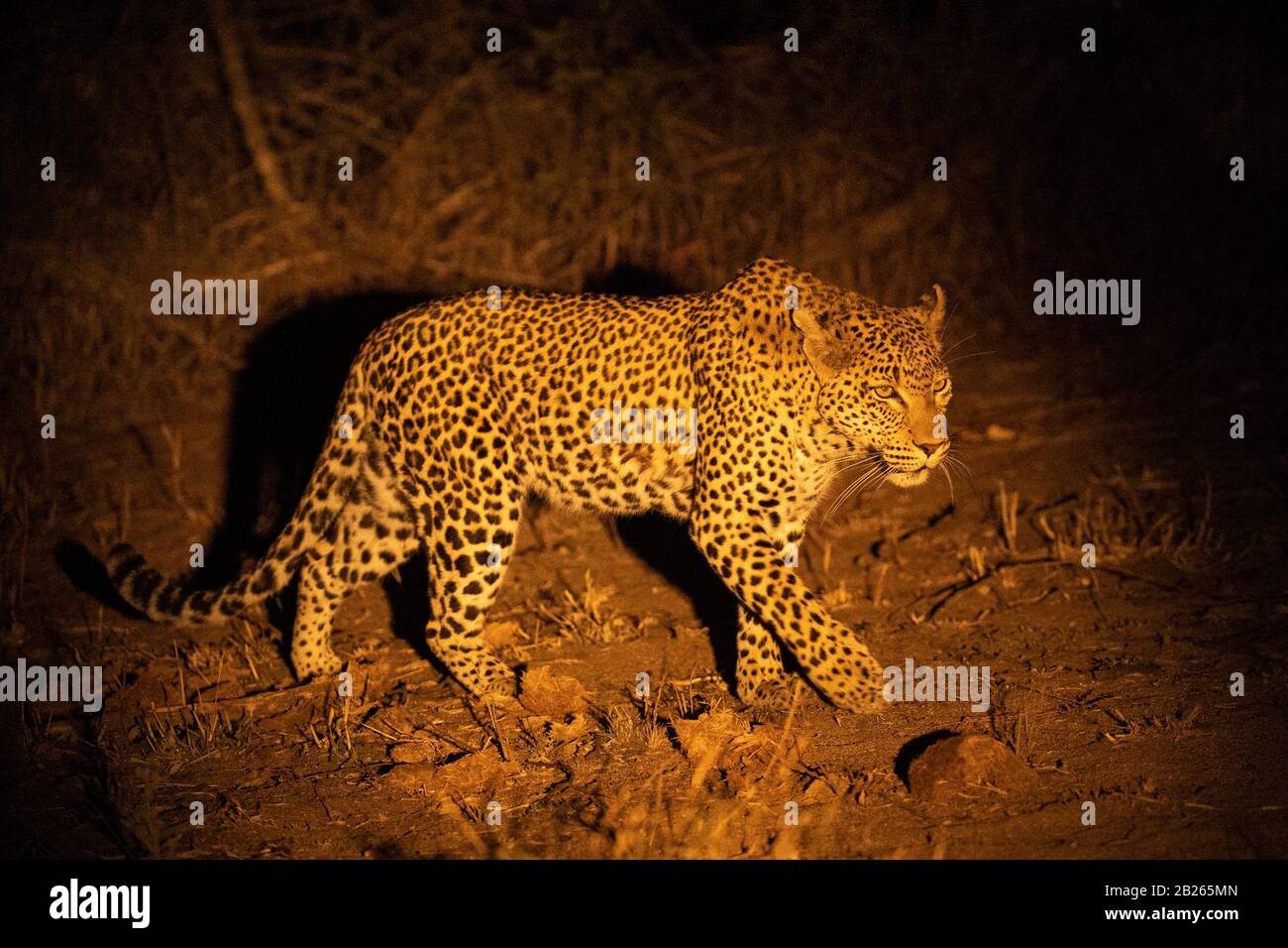 Leopard At Night High Resolution Stock Photography and Images - Alamy