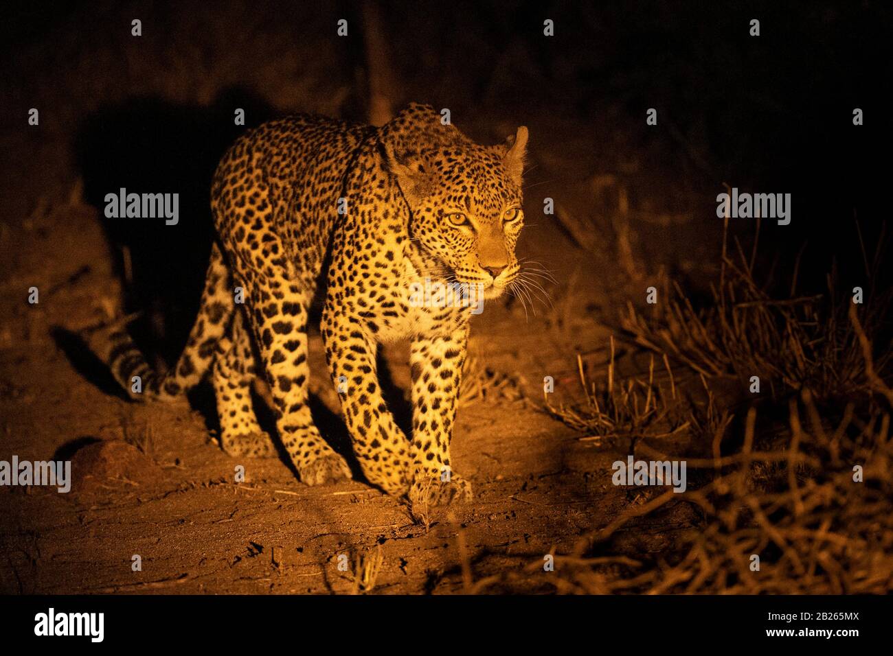 Leopard at night, Panthera pardus, MalaMala Game Reserve, South Africa ...