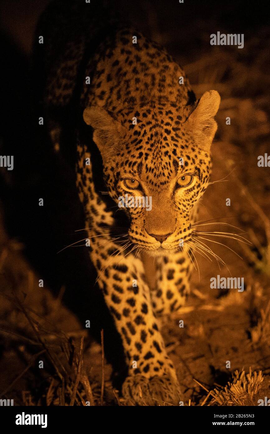 Leopard at night, Panthera pardus, MalaMala Game Reserve, South Africa ...