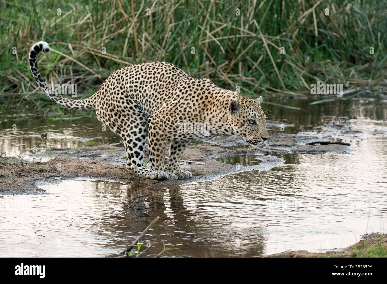 Leopard jumping hi-res stock photography and images - Alamy