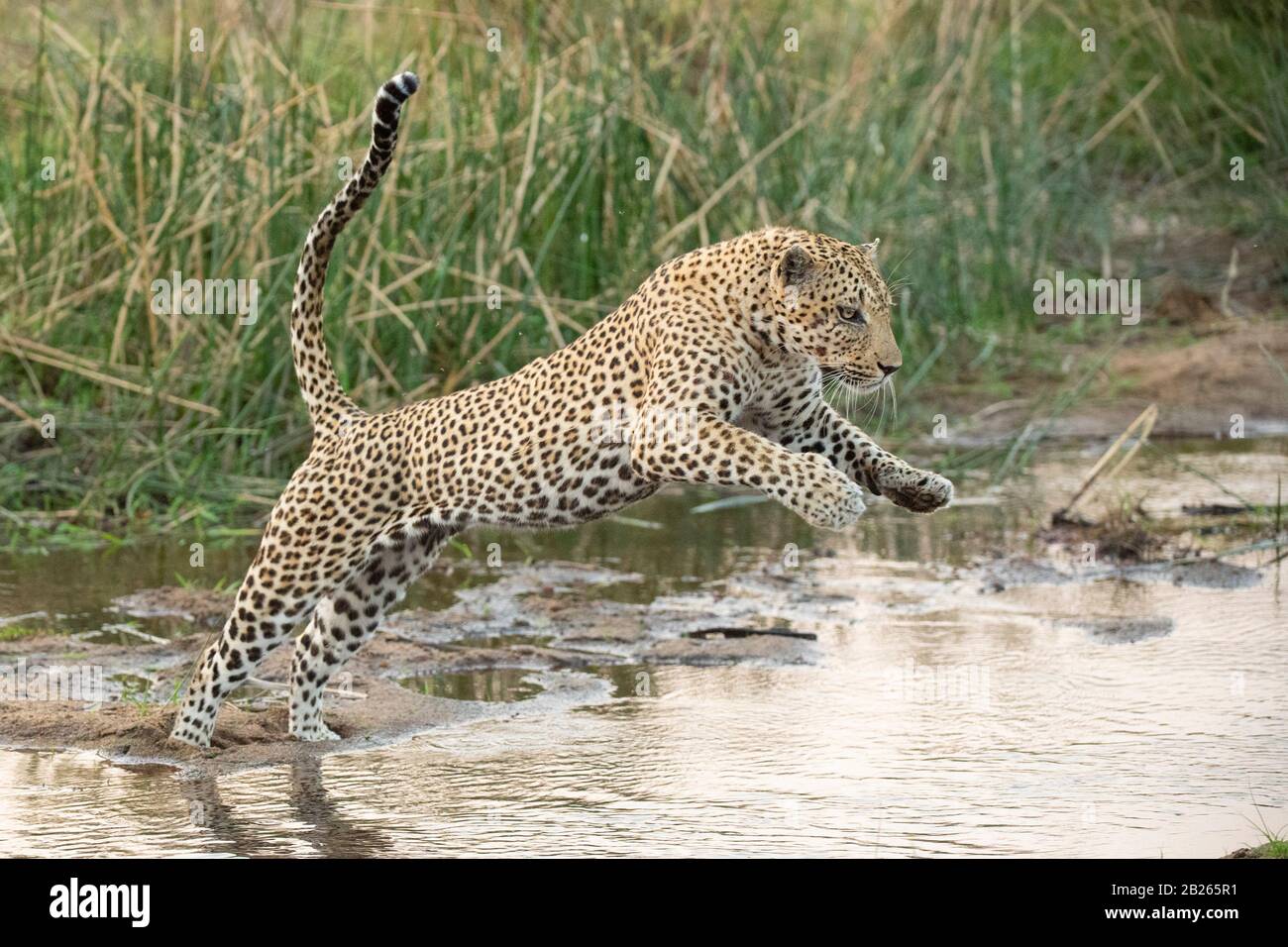 Leopard jumping hi-res stock photography and images - Alamy