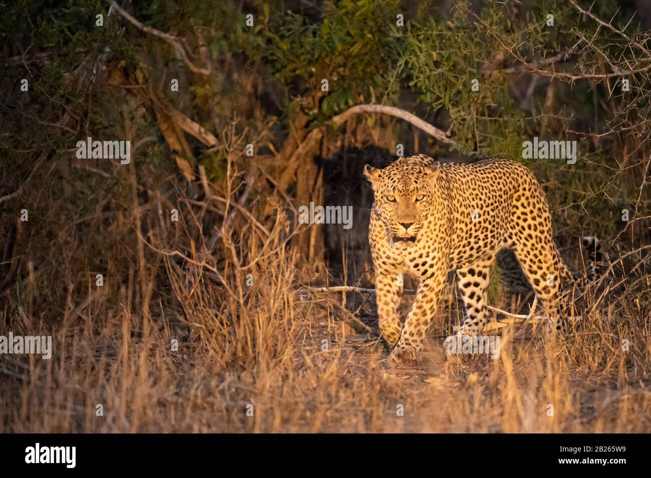 Leopard, Panthera pardus, MalaMala Game Reserve, South Africa Stock ...