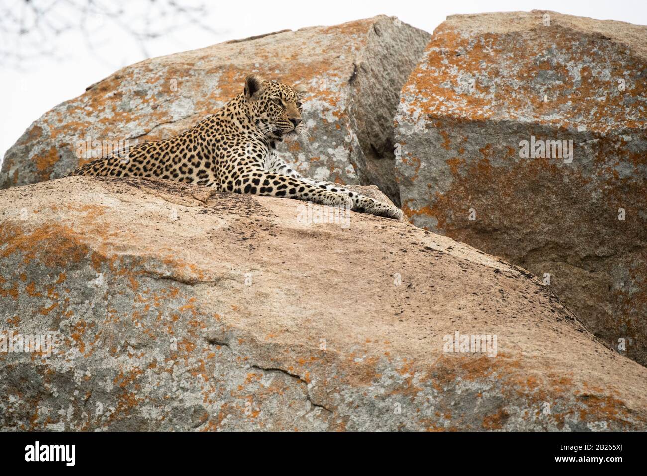 Leopard lying on a rock, Panthera pardus, MalaMala Game Reserve, South ...
