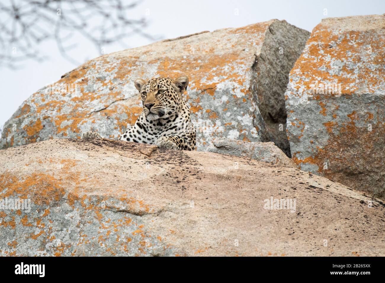 Leopard lying on a rock, Panthera pardus, MalaMala Game Reserve, South ...