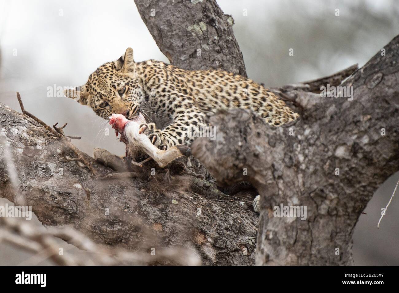 Leopard cub feeding on a kill in a tree, Panthera pardus, MalaMala Game ...