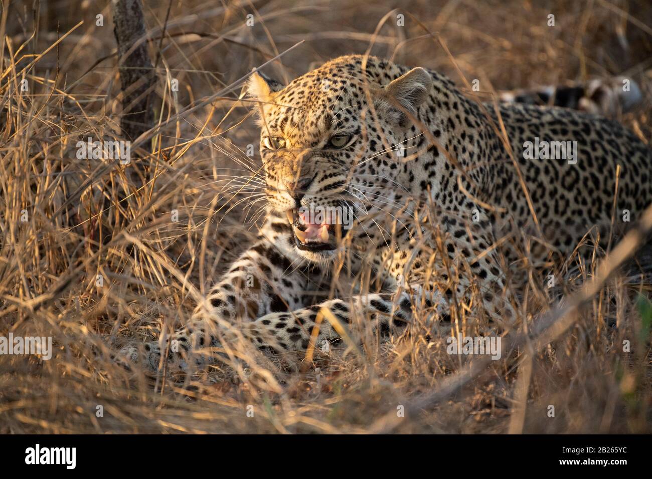 Leopard snarling, Panthera pardus, MalaMala Game Reserve, South Africa ...