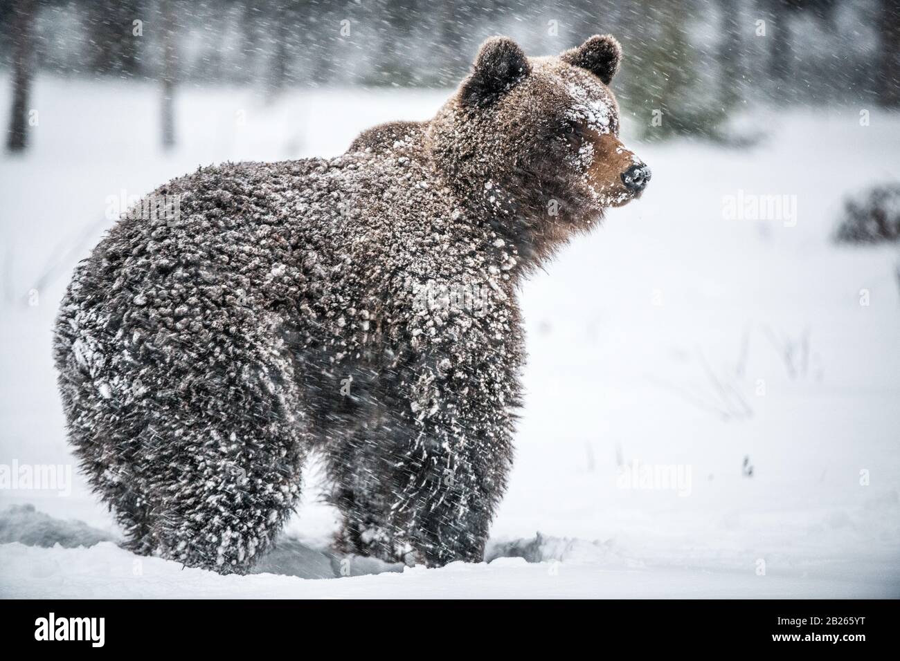 Brown bear in the snow blizzard in the winter forest. Snowfall ...