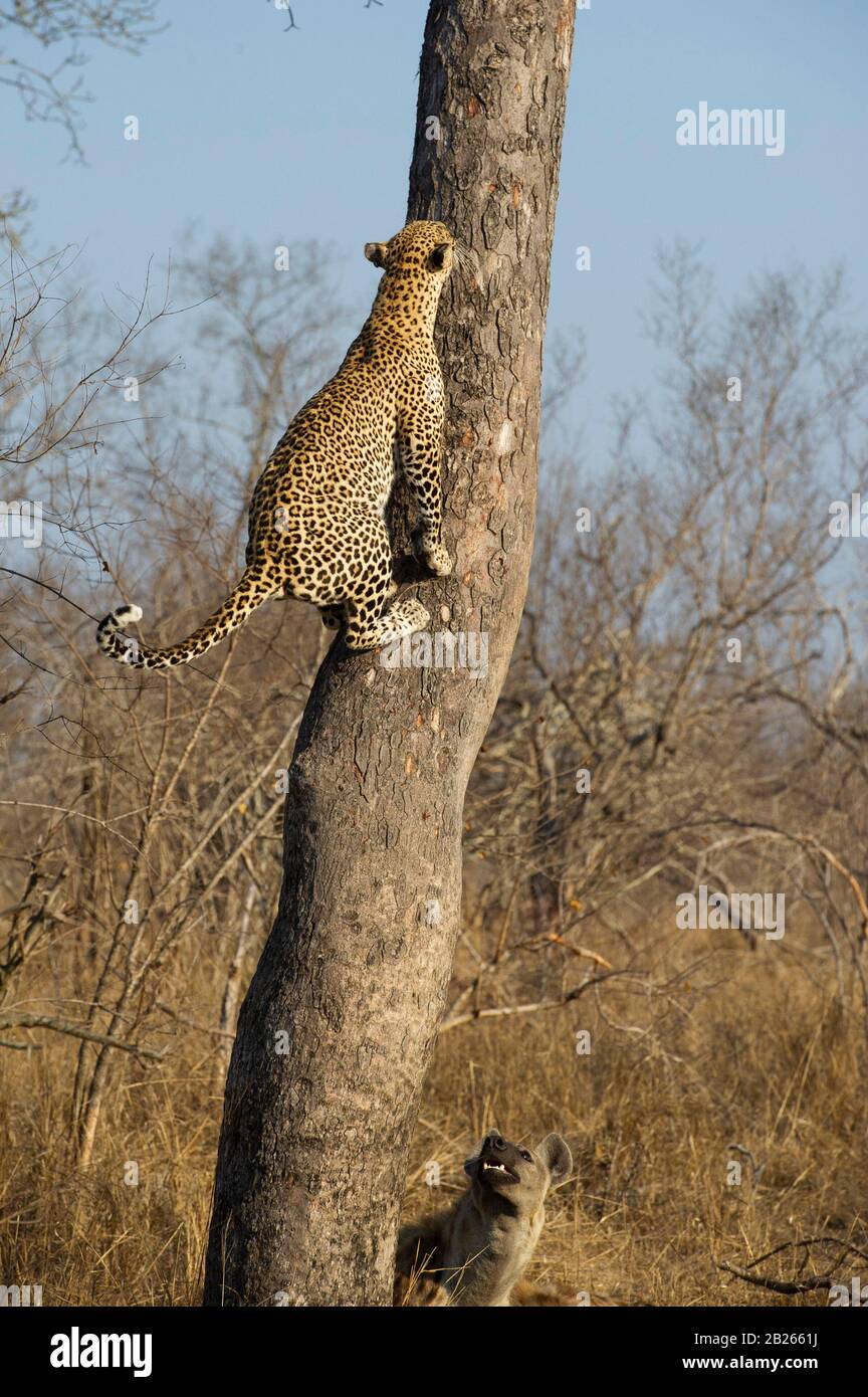 Leopard climbing a tree to escape hyenas, Panthera pardus, MalaMala ...