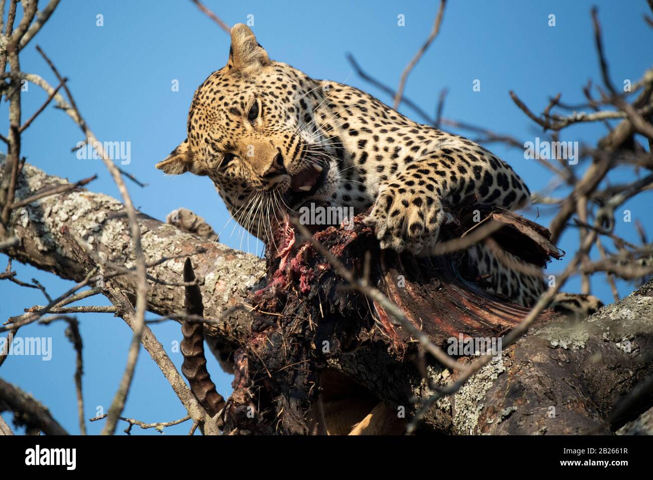 Leopard feeing on a kill in a tree, Panthera pardus, MalaMala Game ...