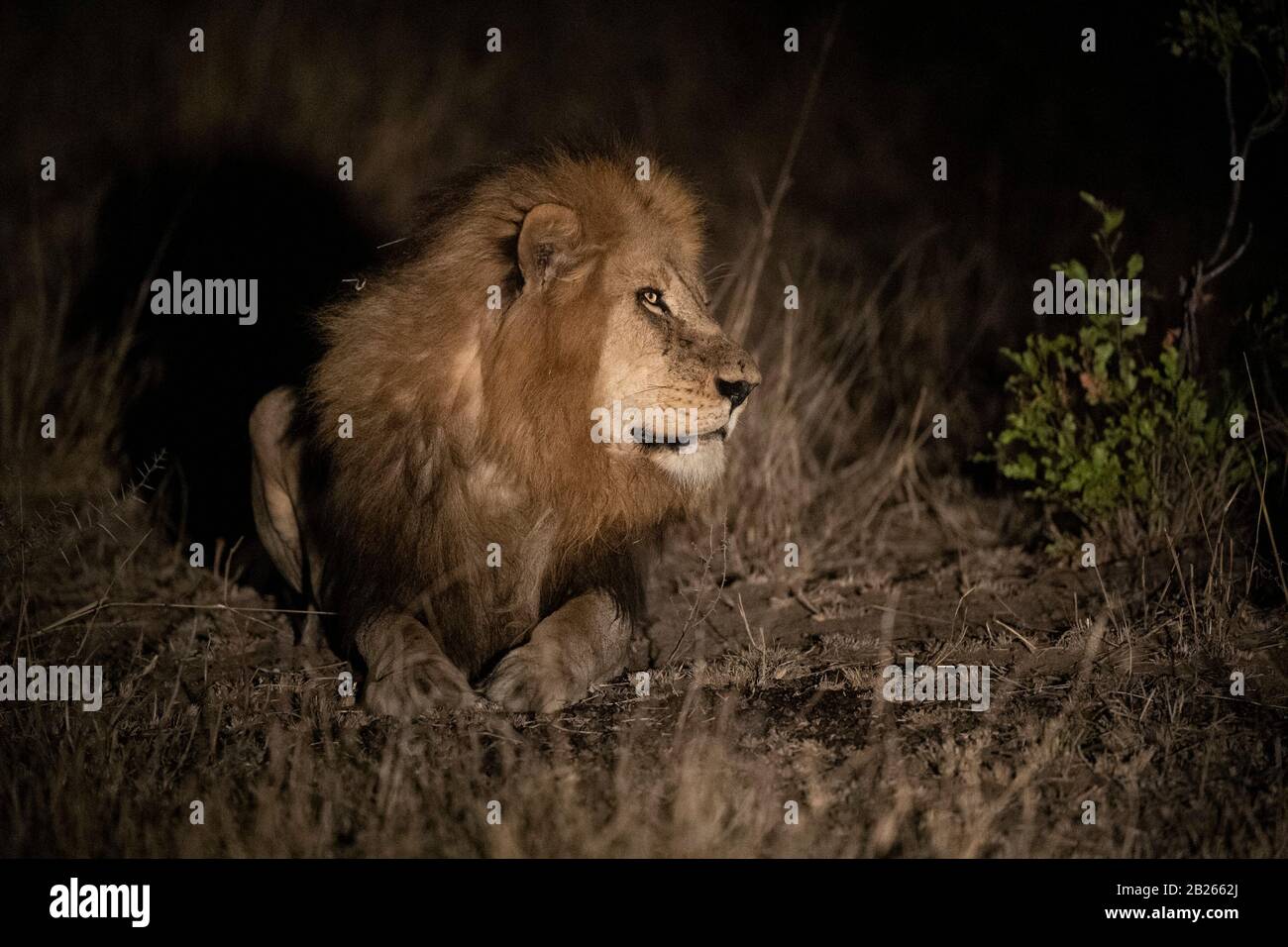 Lion at night hi-res stock photography and images - Alamy