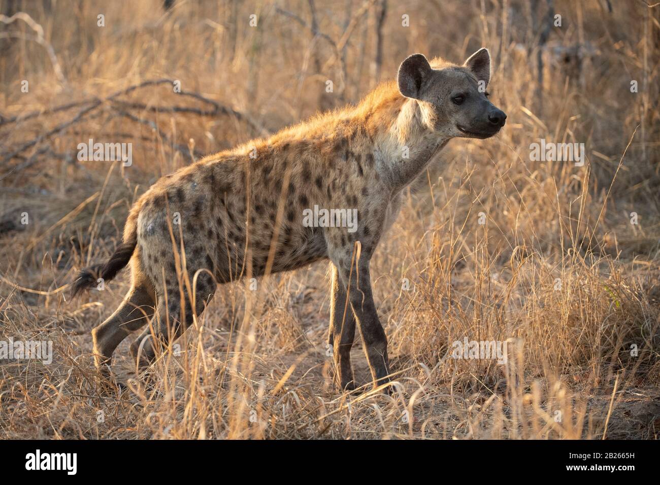 Spotted hyena, Crocuta crocuta, MalaMala Game Reserve, South Africa ...
