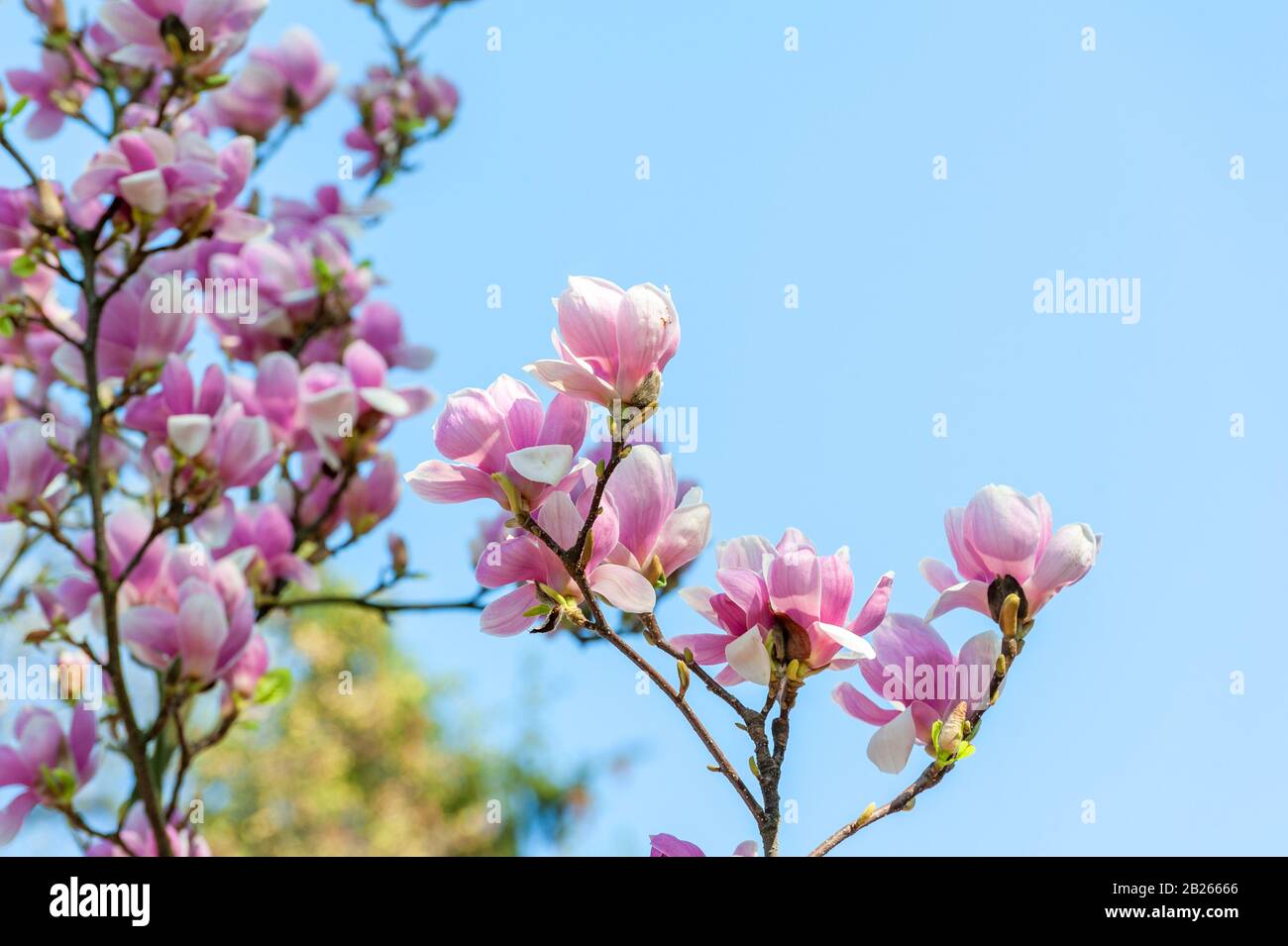 Spring magnolia flowers, natural abstract soft floral background Stock ...