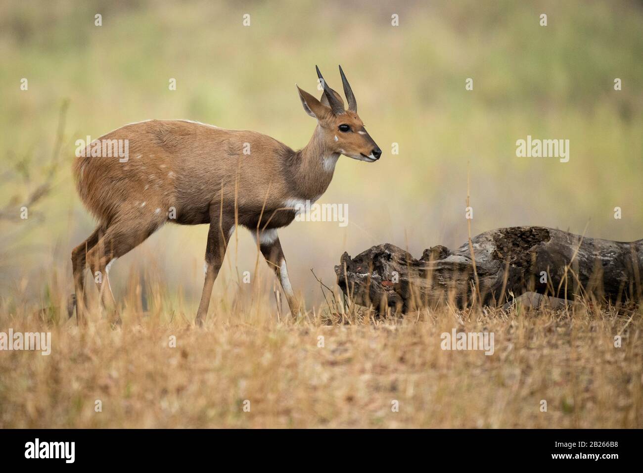 Bushbuck, Tragelaphus scriptus, MalaMala Game Reserve, South Africa ...