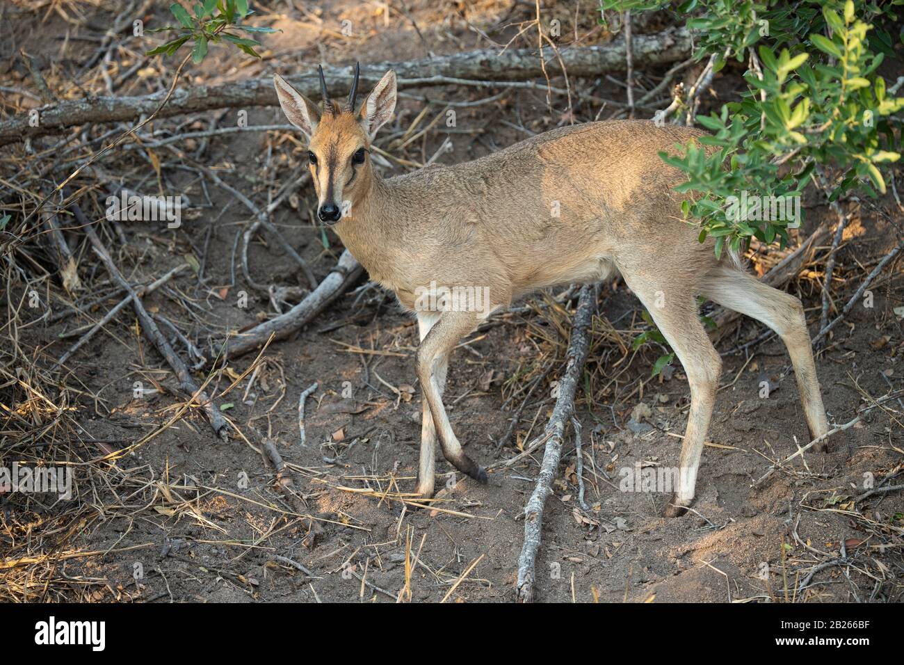 Common Duiker