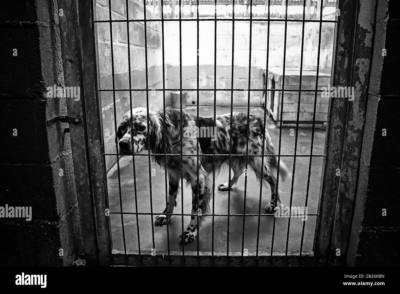Dog in enclosed kennel, abandoned animals, abuse Stock Photo - Alamy