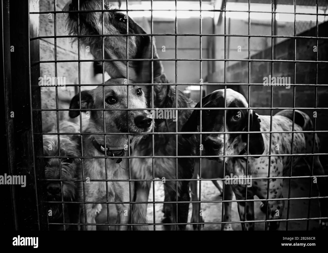 Dog in enclosed kennel, abandoned animals, abuse Stock Photo - Alamy