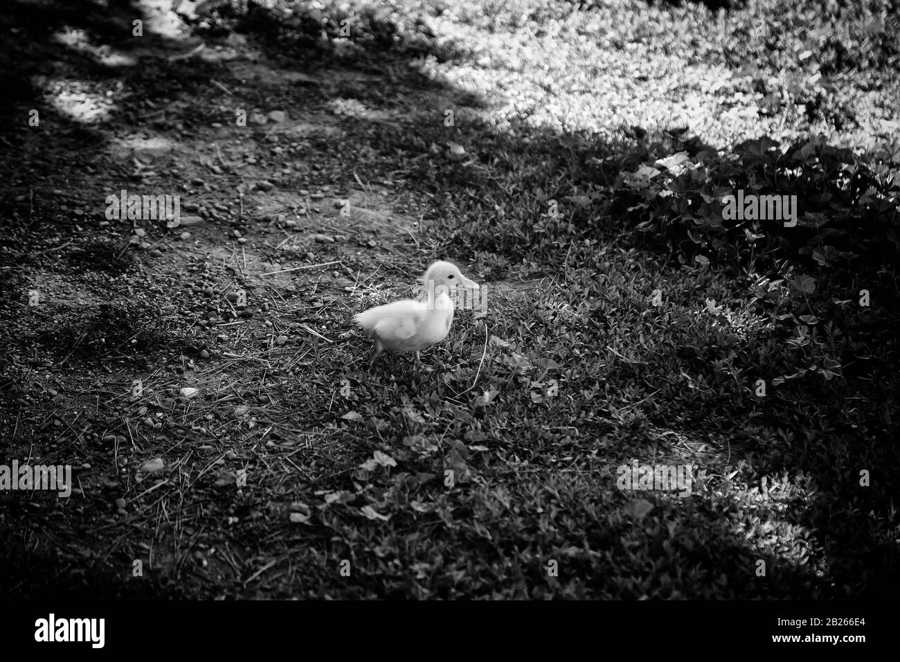 Small ducks puppies in natural park, animals and landscape Stock Photo ...
