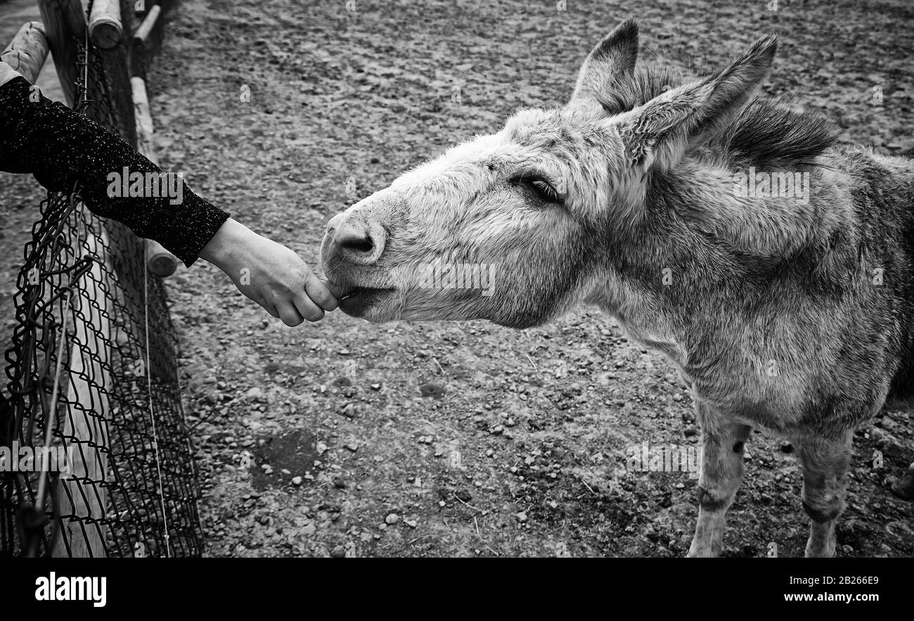 Donkey eating carrots on farm, natural park Stock Photo - Alamy