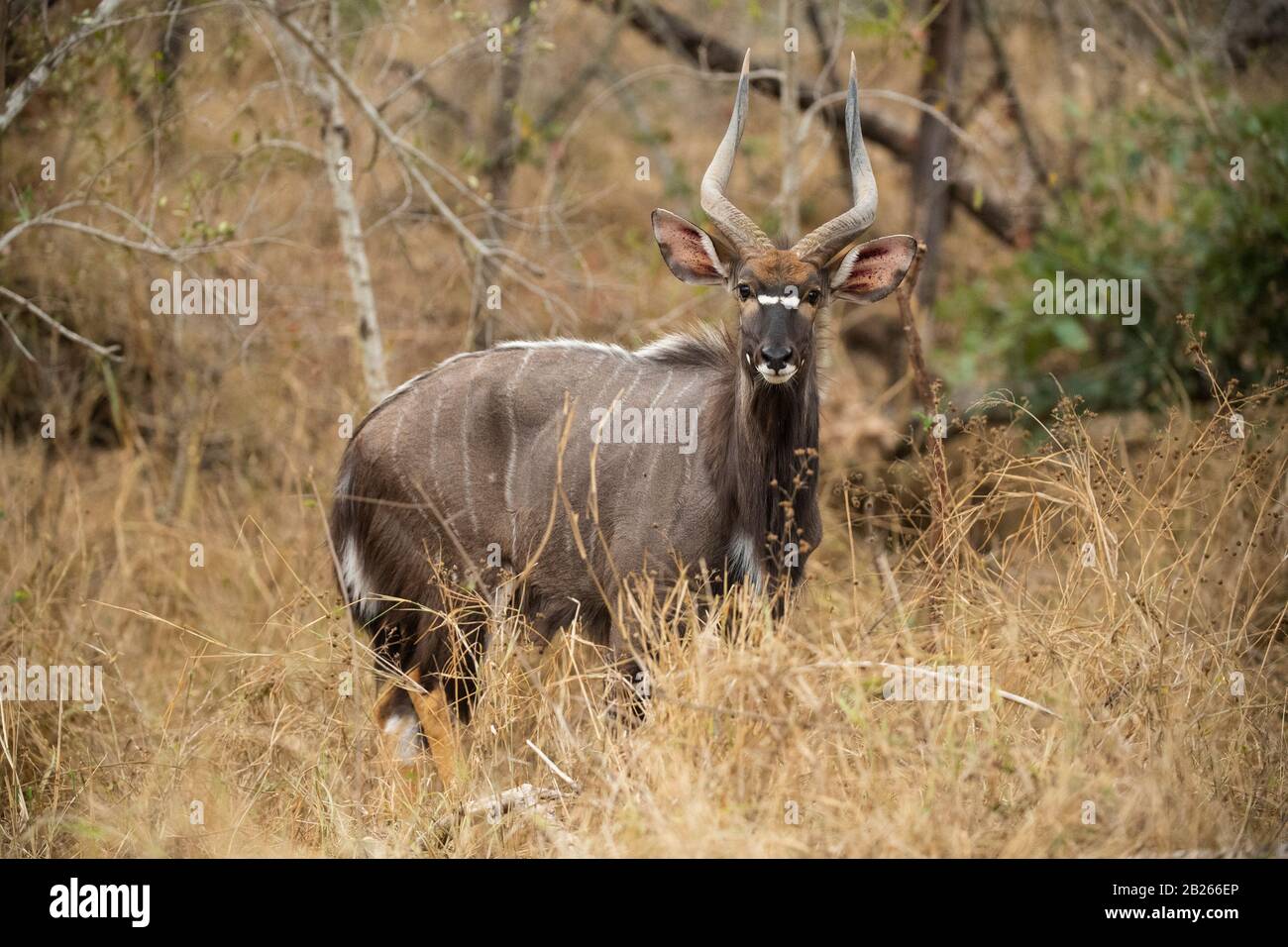Male nyala south africa hi-res stock photography and images - Alamy