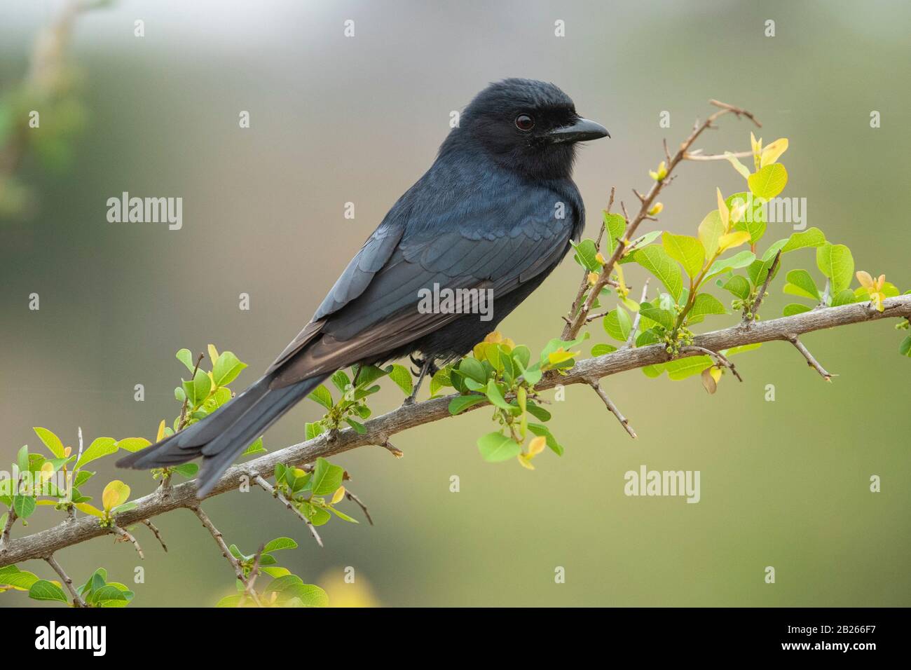 Fork-tailed drongo, Dicrurus adsimilis, MalaMala Game Reserve, South ...