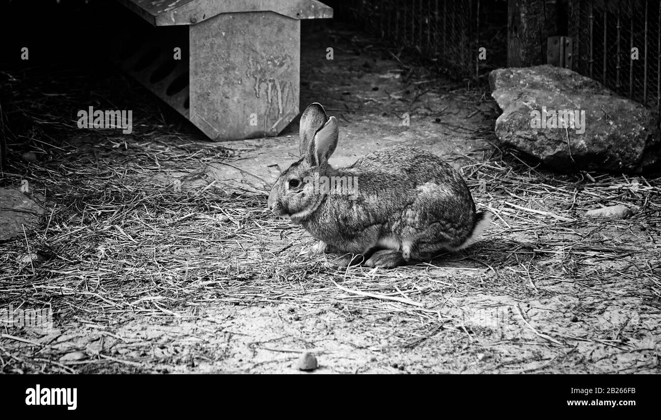 Rabbit in natural park, herbivorous animals, nature Stock Photo - Alamy