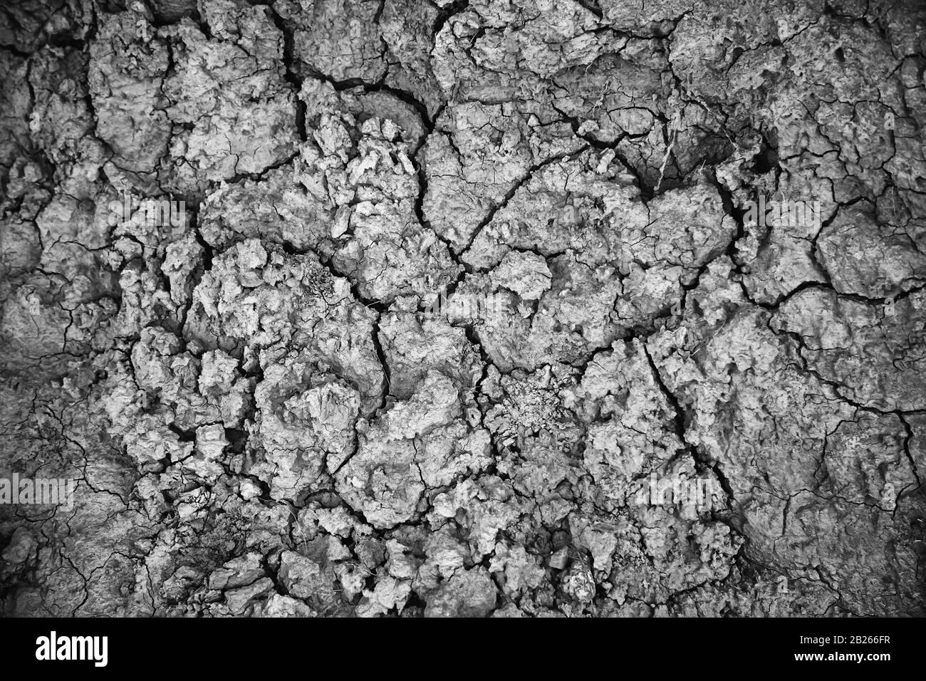 Dry and broken in nature field, agriculture Stock Photo - Alamy