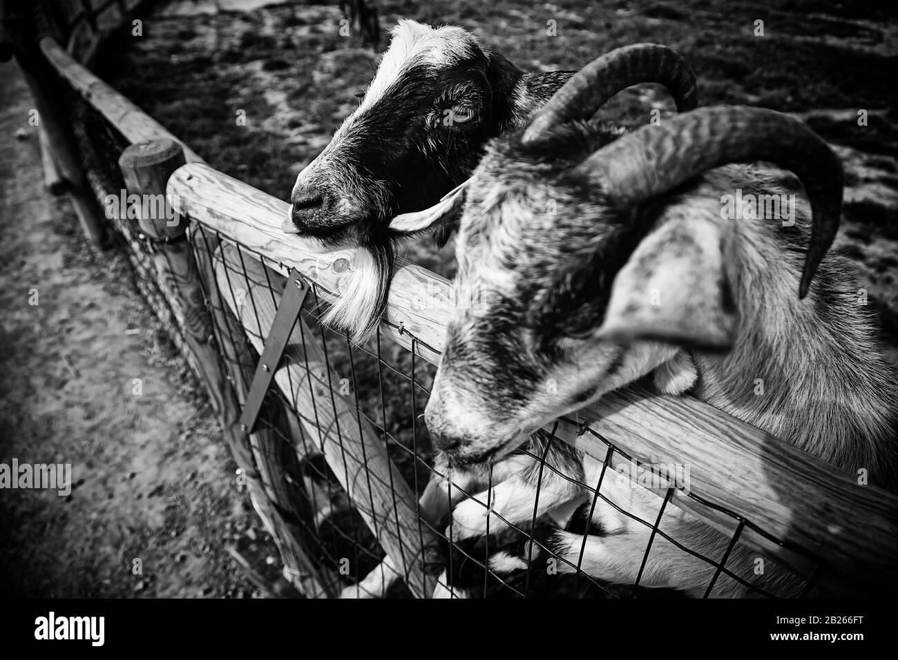 Pattaya sheep farm hi-res stock photography and images - Alamy