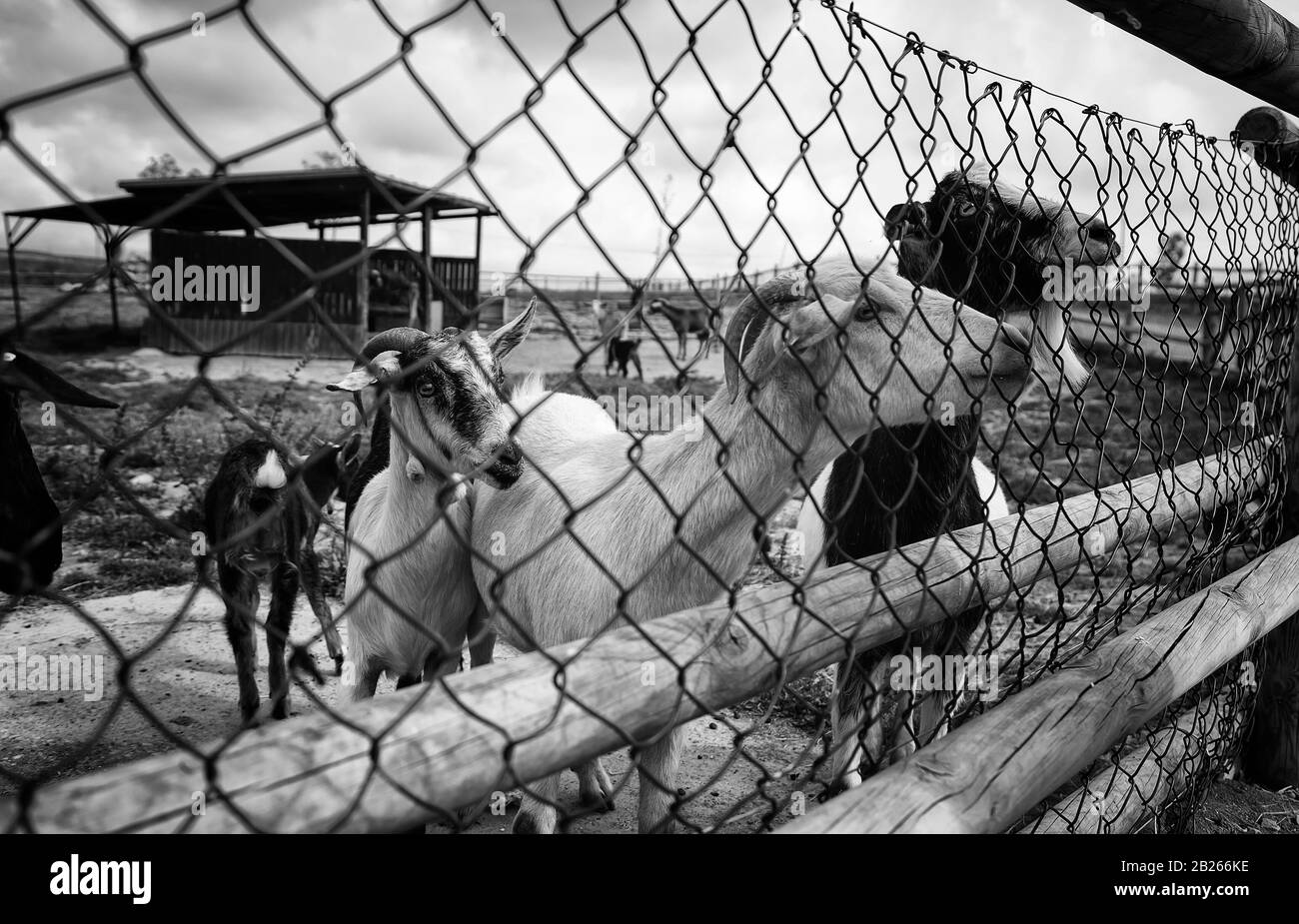 Green animal husbandry Black and White Stock Photos & Images - Alamy