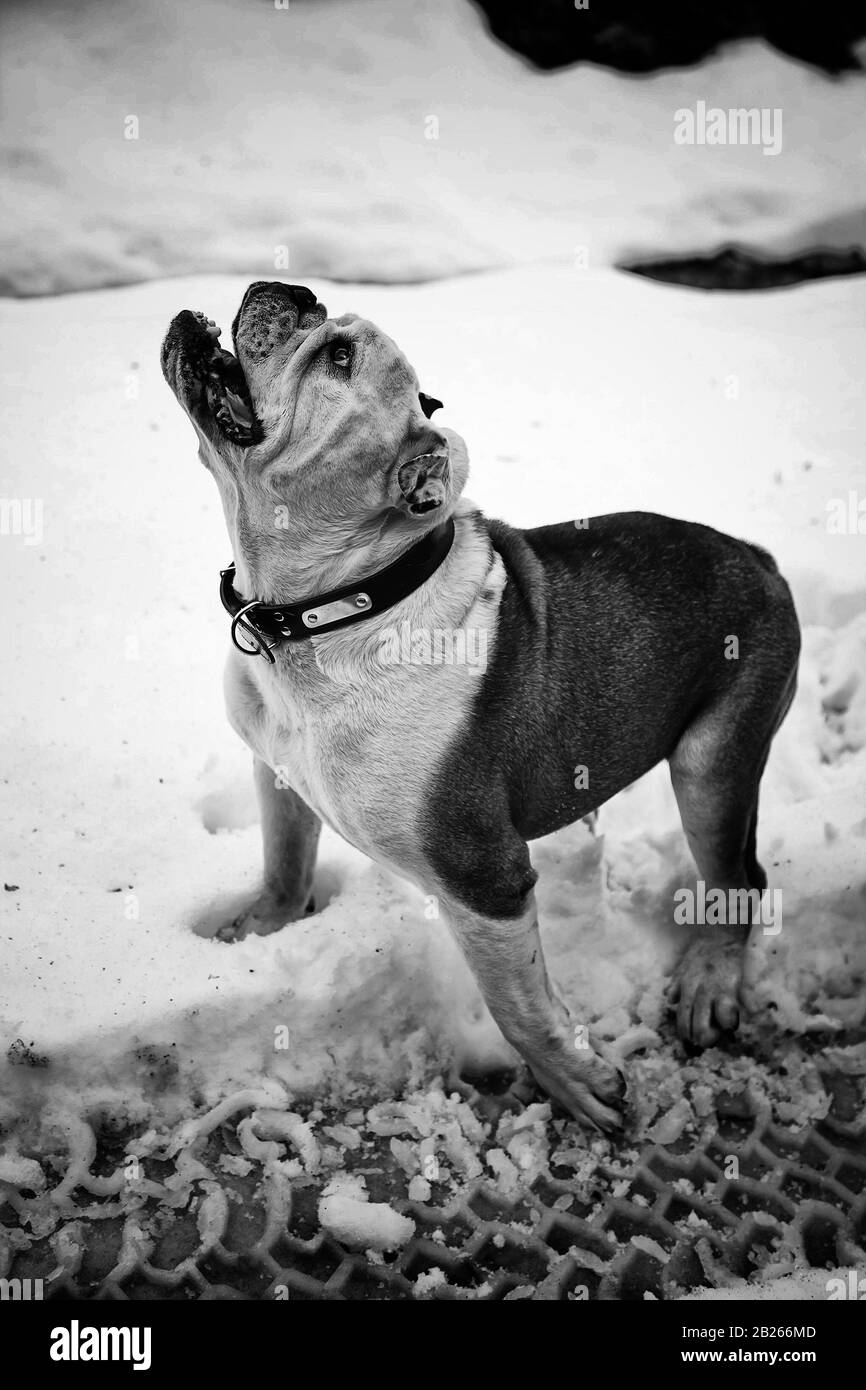 Bulldog Care How To Keep Dog Warm In Winter
