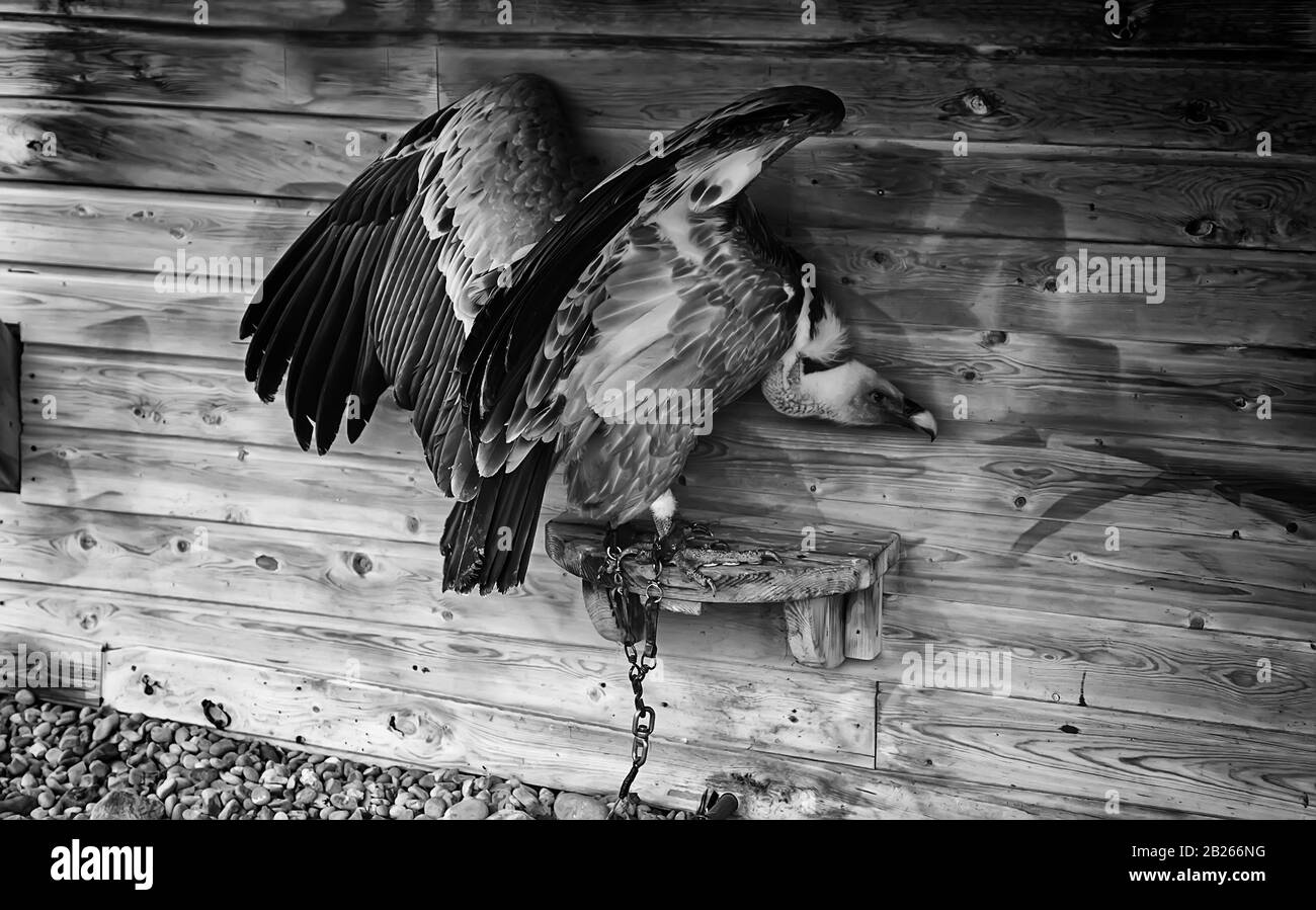 Vulture tied with chain, wild animals abuse Stock Photo - Alamy