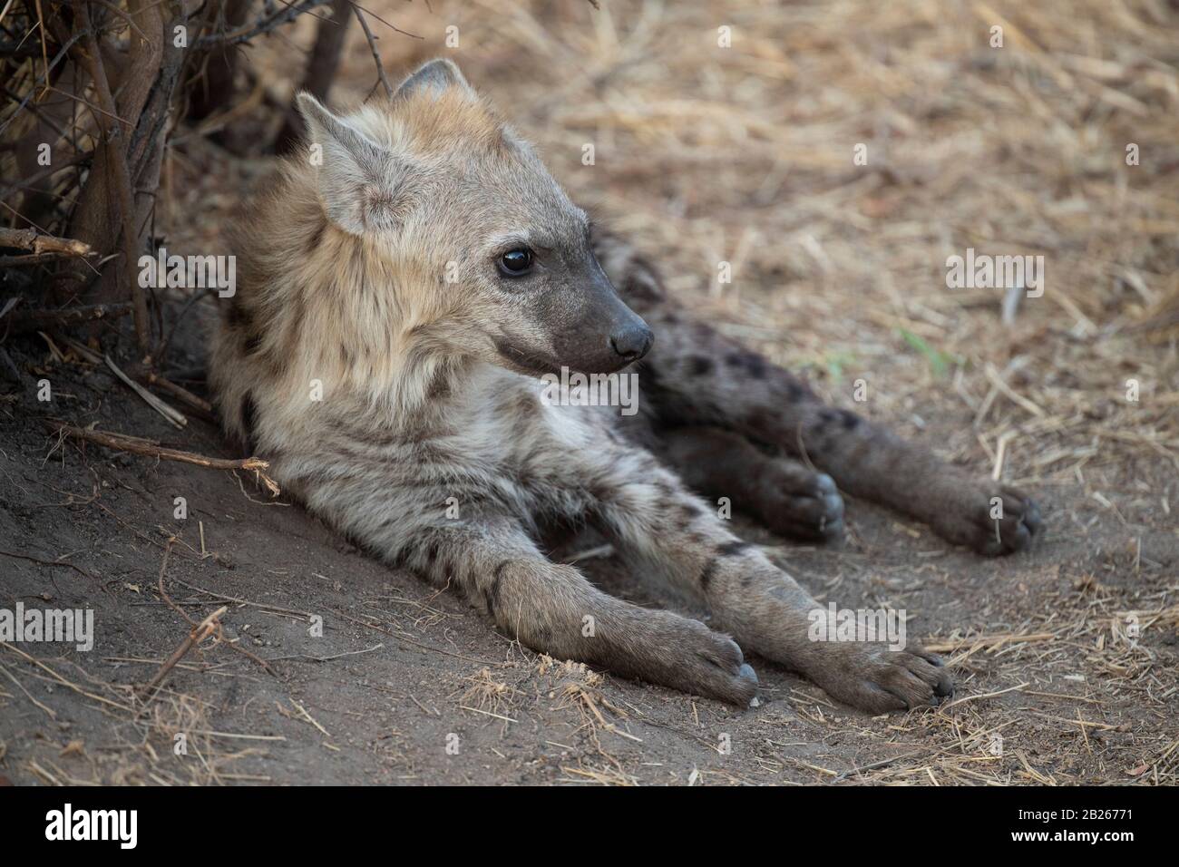 Spotted hyena pup, Crocuta crocuta, Kruger National Park, South Africa ...