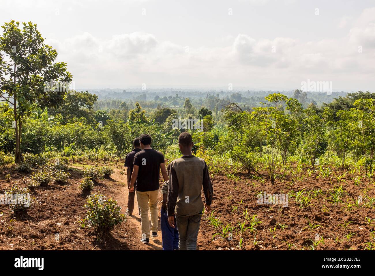 Local Ethiopians walking through vegetation and farmland in rural ...