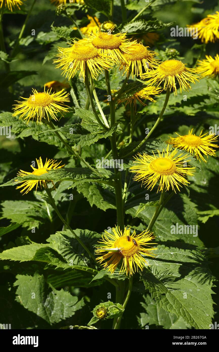 Telekia speziosa hi-res stock photography and images - Alamy