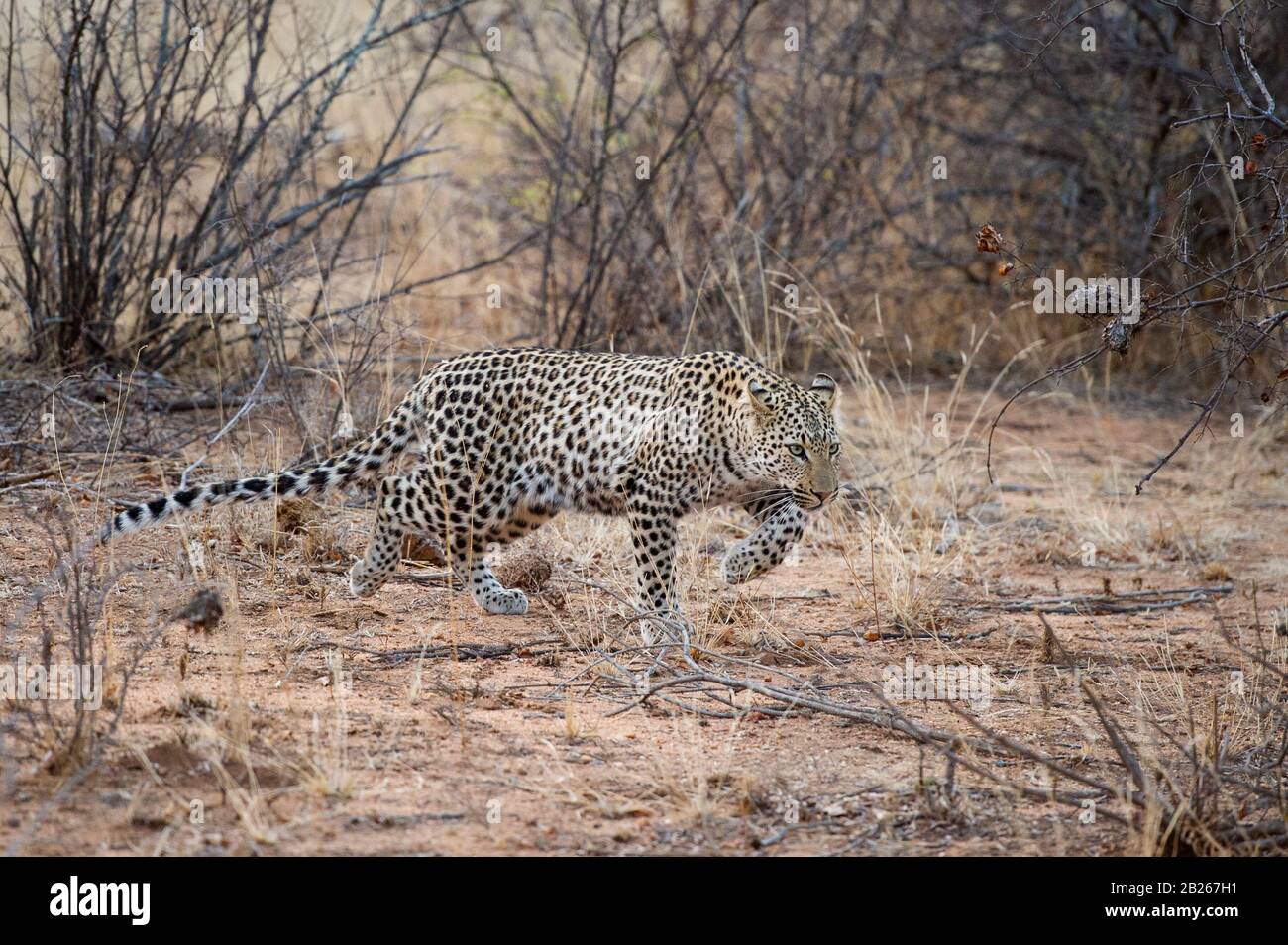 Leopard running hi-res stock photography and images - Alamy