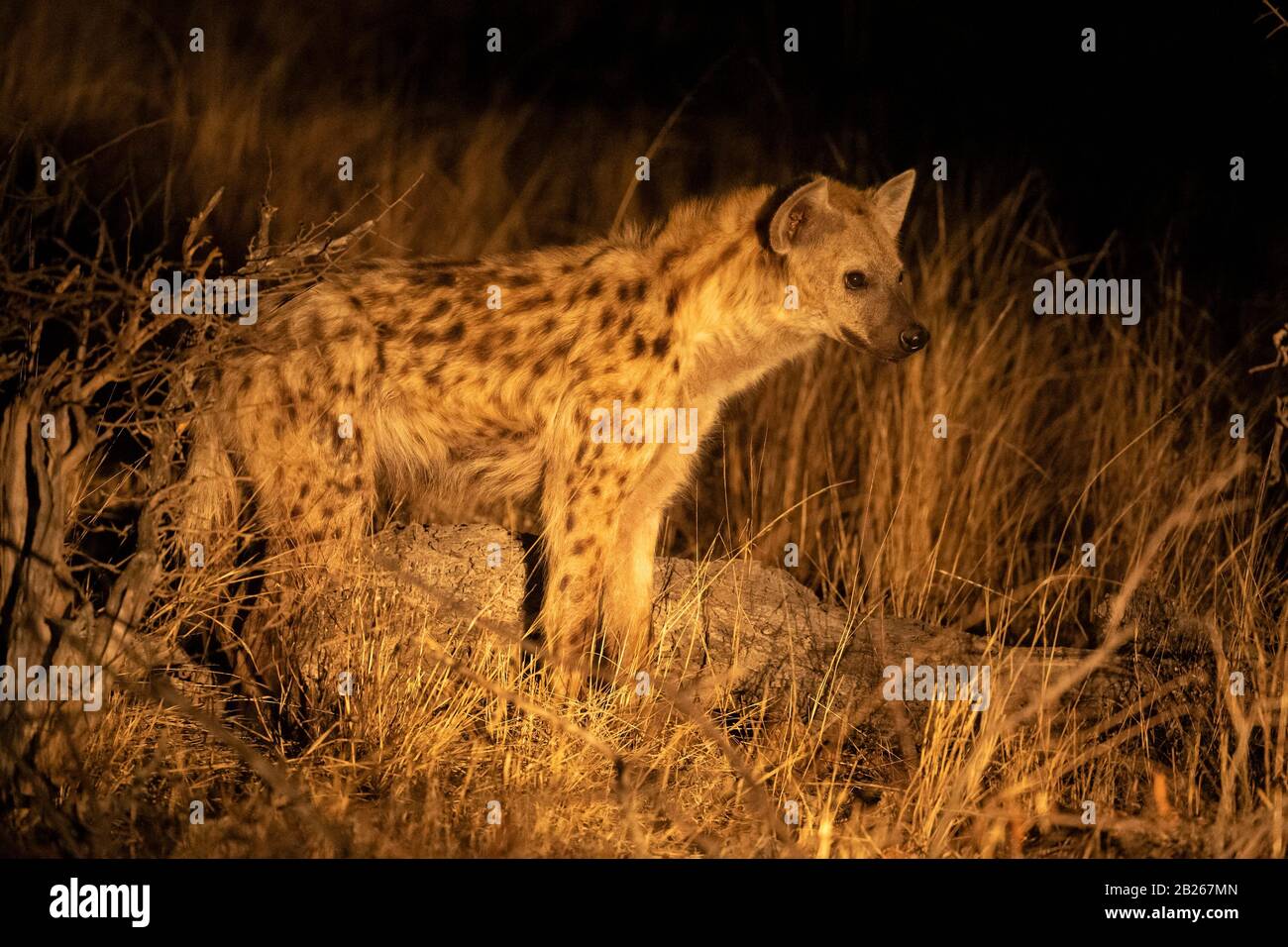 Spotted hyena at night, Crocuta crocuta, Klaserie Private Nature ...