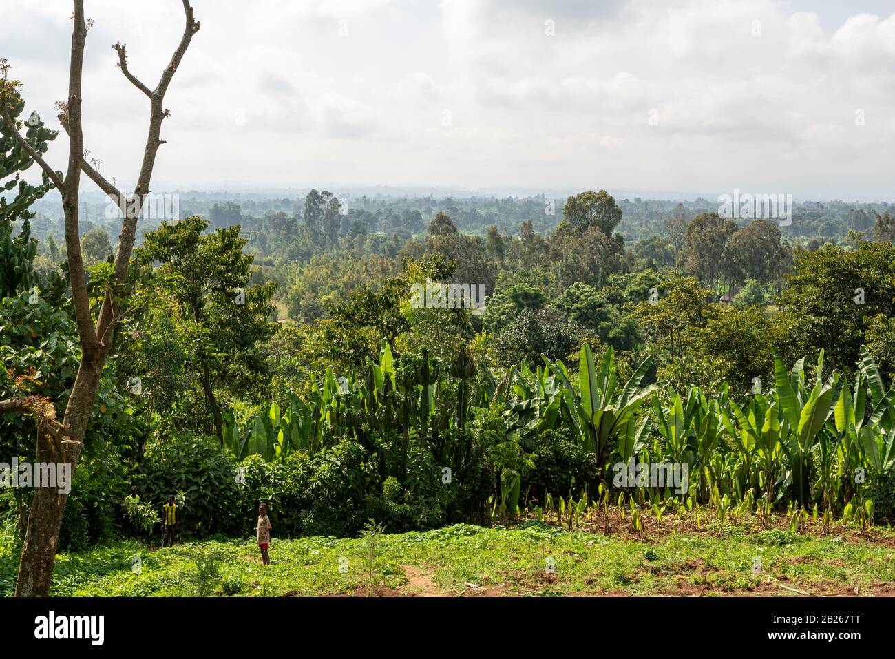 Lush vegetation, agriculture and farmland in rural southern Ethiopia ...