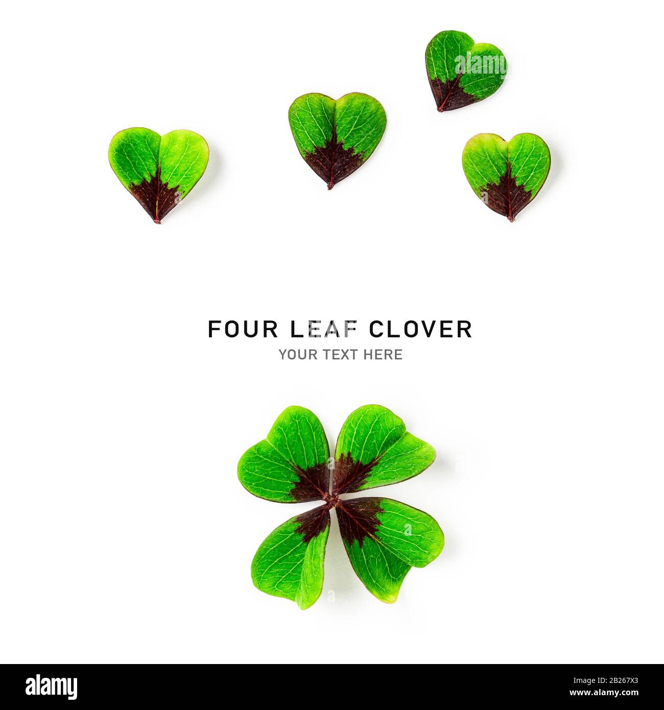 Green four leaf clover composition and creative layout isolated on ...