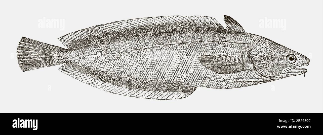 Forkbeard phycis, a hake from the atlantic ocean in side view Stock ...