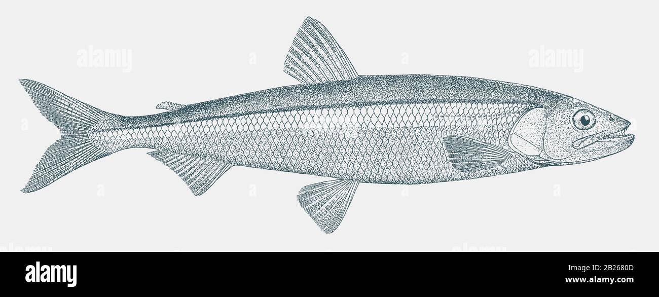 Rainbow smelt osmerus mordax, a fish from the northern atlantic and ...