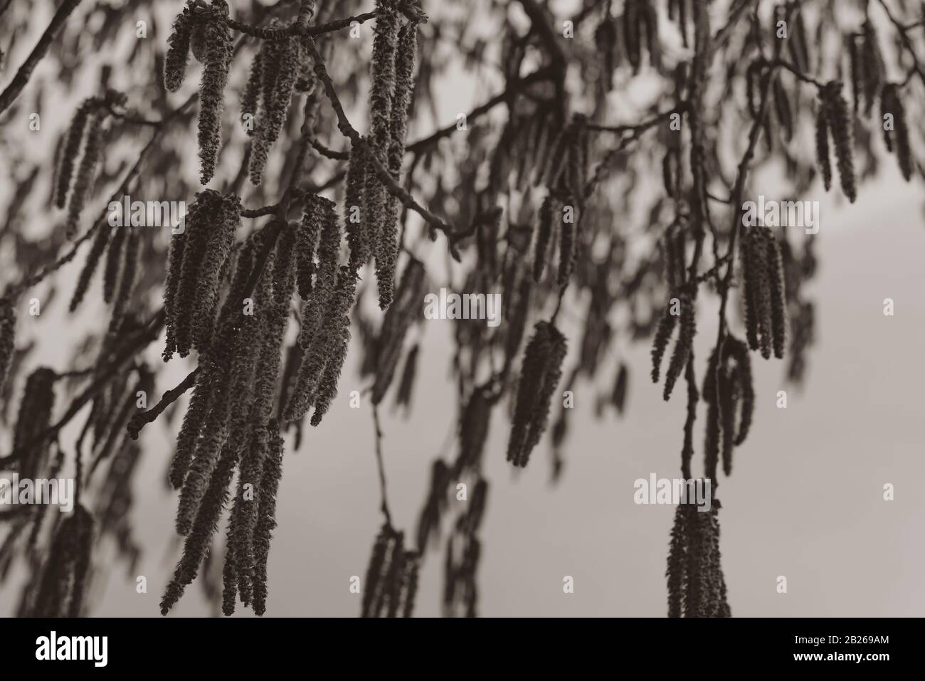 Alder pollen, flowering time of the alder, black and white photo Stock ...
