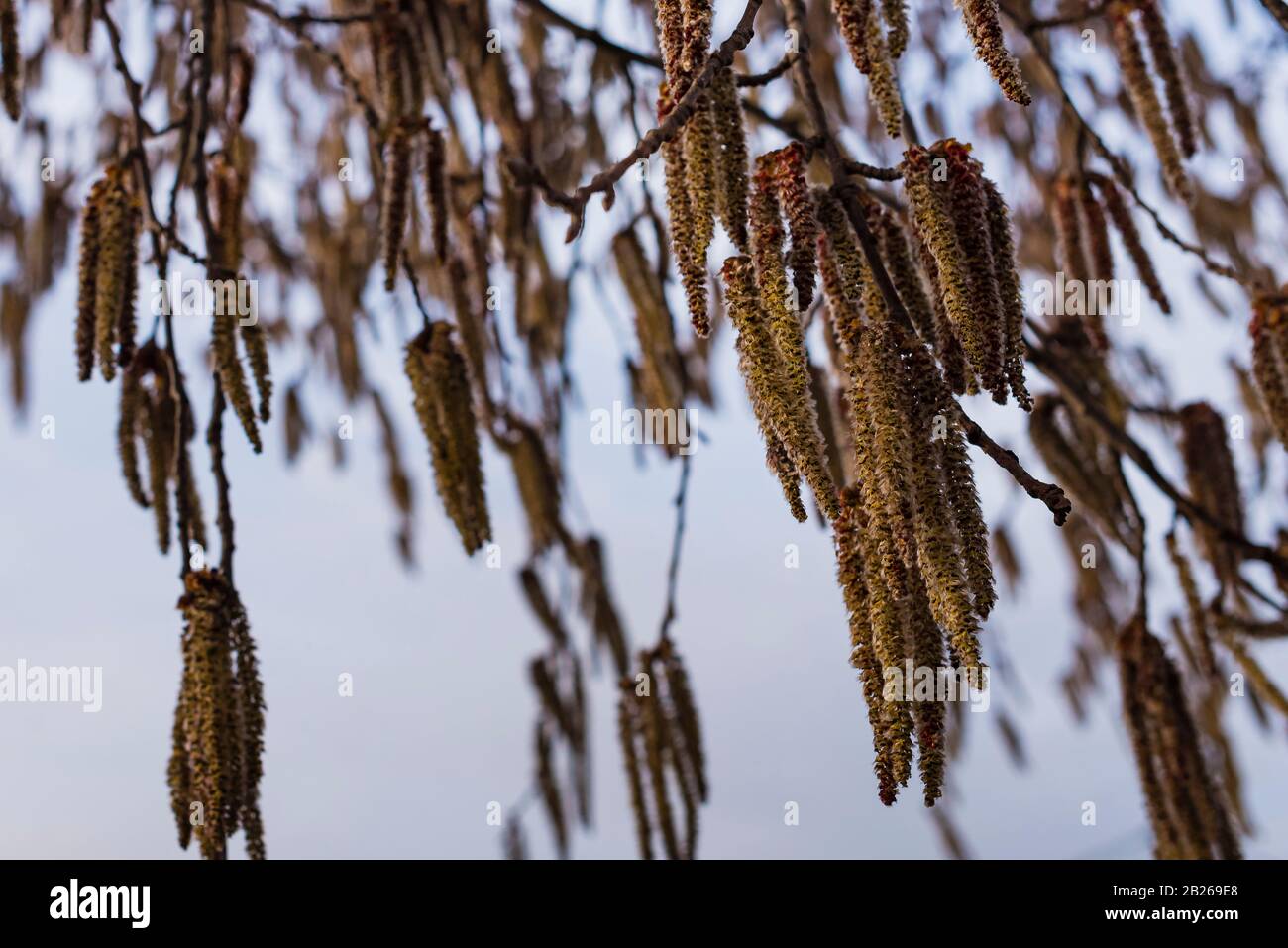 Alder pollen, flowering time of the alder Stock Photo - Alamy