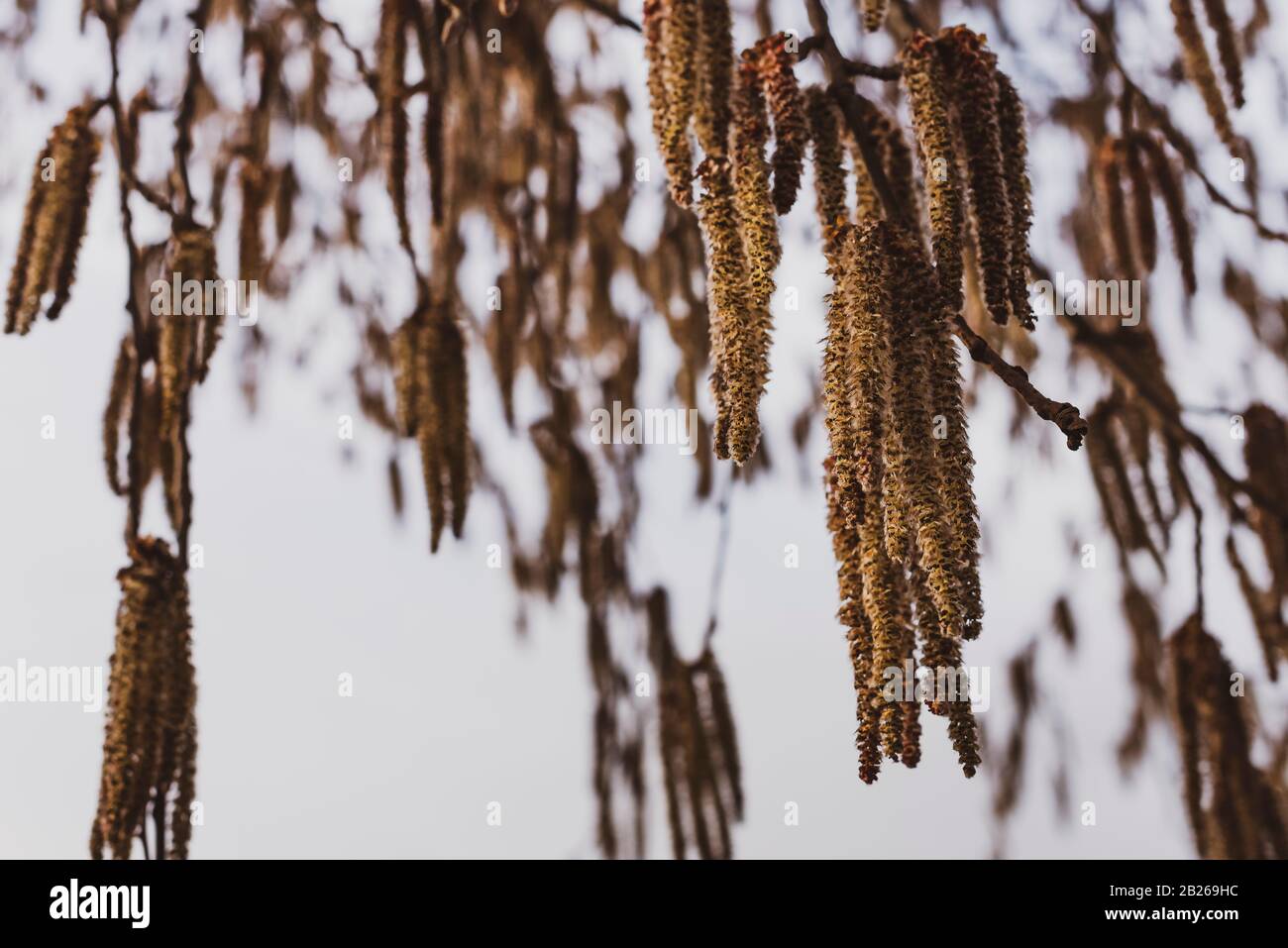 Alder pollen, flowering time of the alder Stock Photo - Alamy