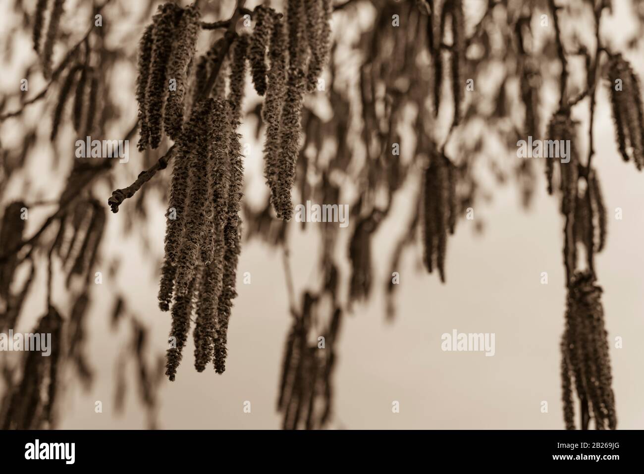 Alder pollen, flowering time of the alder, black and white photo Stock ...
