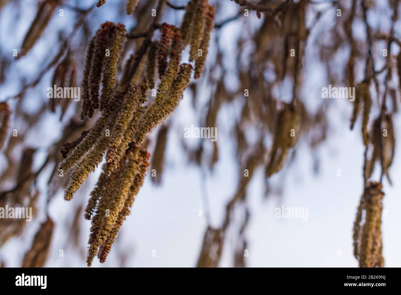 Alder pollen, flowering time of the alder Stock Photo - Alamy