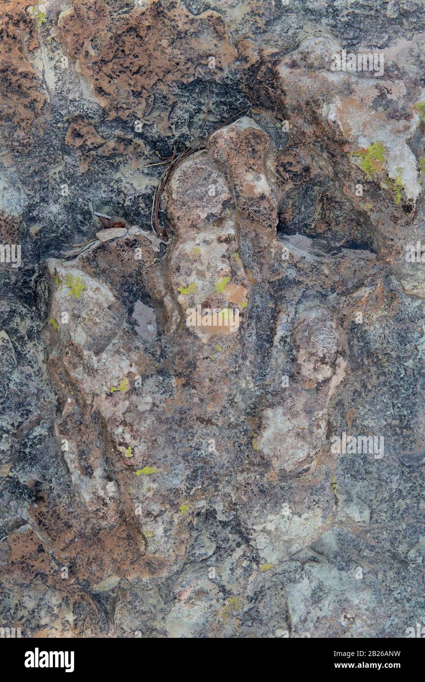 Dinosaur footprints, Matsieng Royal Village, Lesotho Stock Photo - Alamy