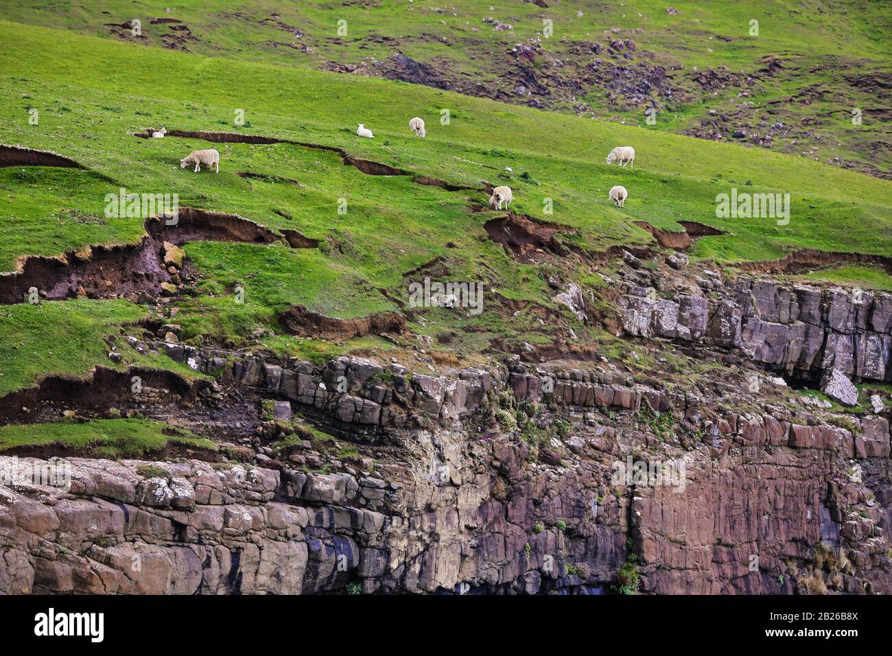 Scenic Scotland meadows with sheep in traditional landscape Stock Photo ...