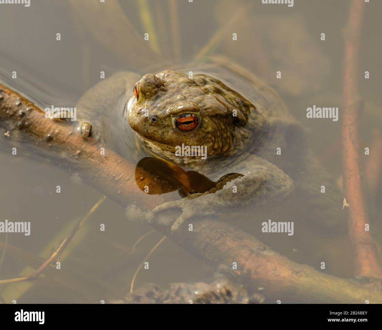 Water holding frog hi-res stock photography and images - Alamy